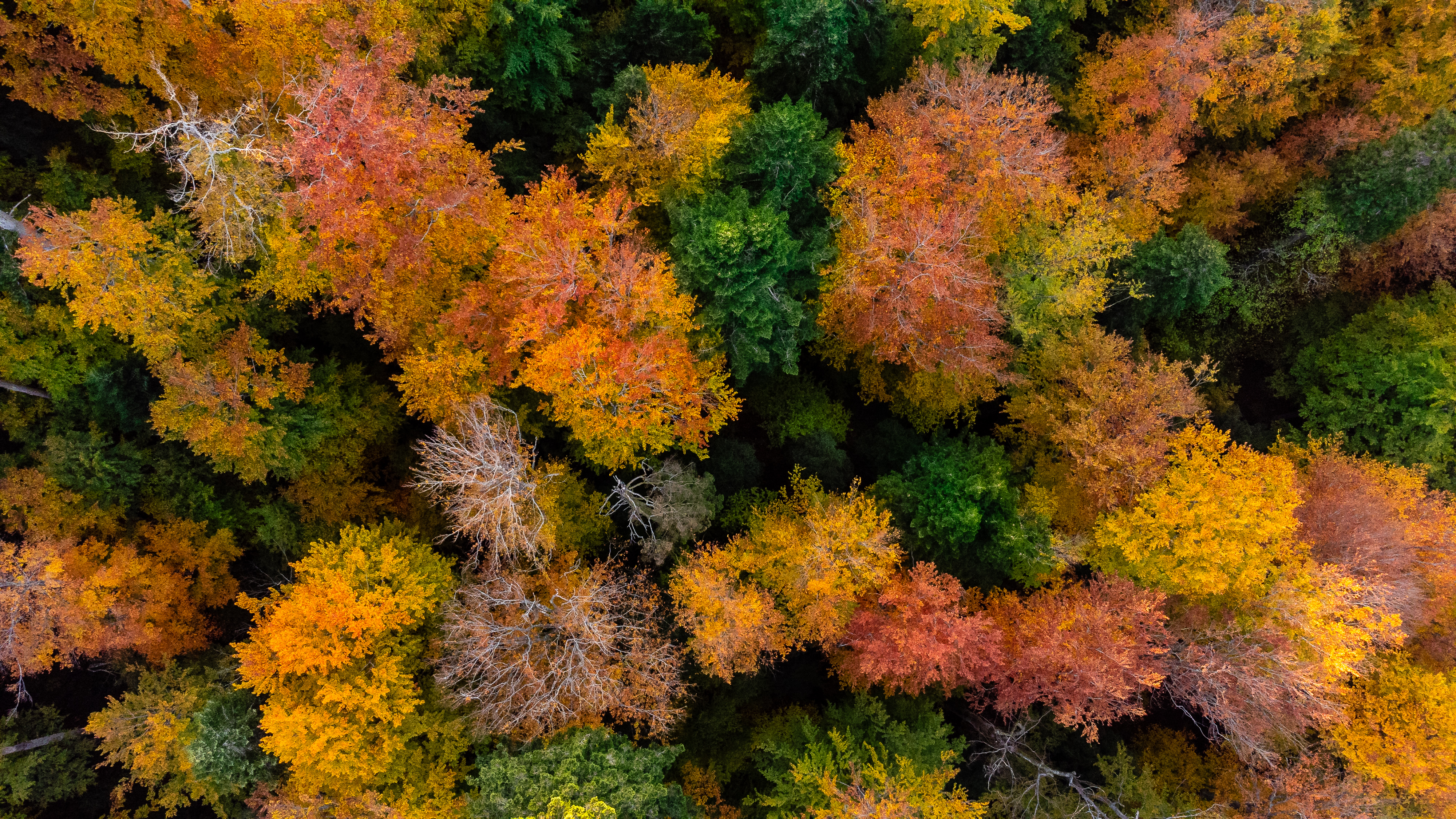 Safeguarding Romania’s forests | fsc.org