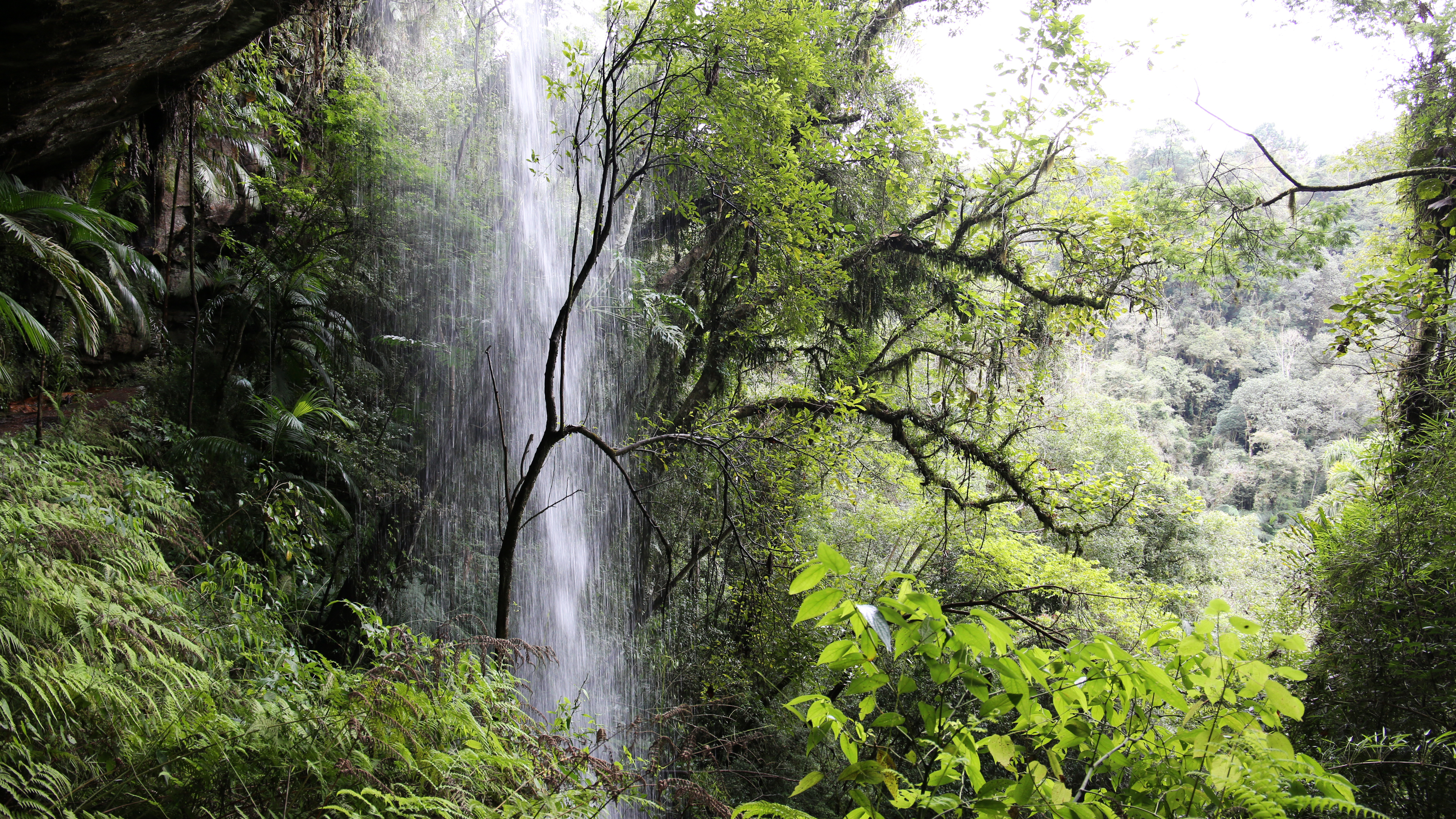 New FSC Forest Stewardship Standard for Natural Forests in Brazil ...