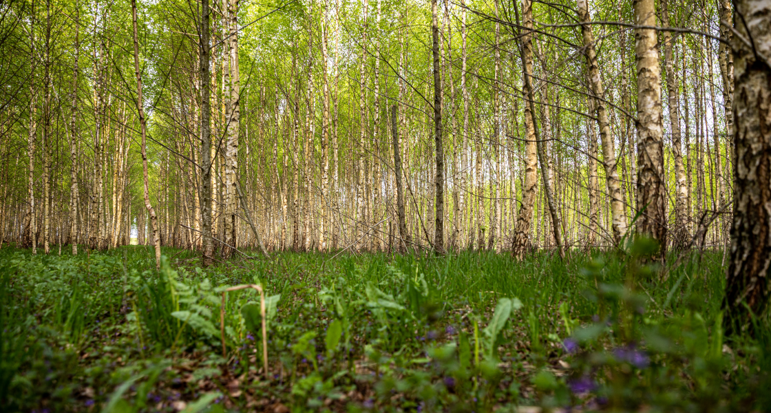 FSC & EUDR | fsc.org