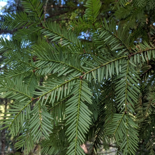 Promotional Licence | Forest Stewardship Council