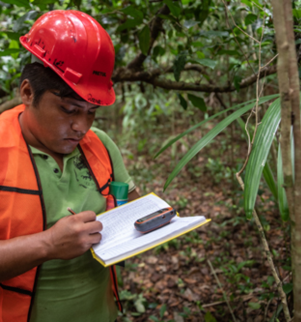 Get ready: FSC Aligned for EUDR | fsc.org