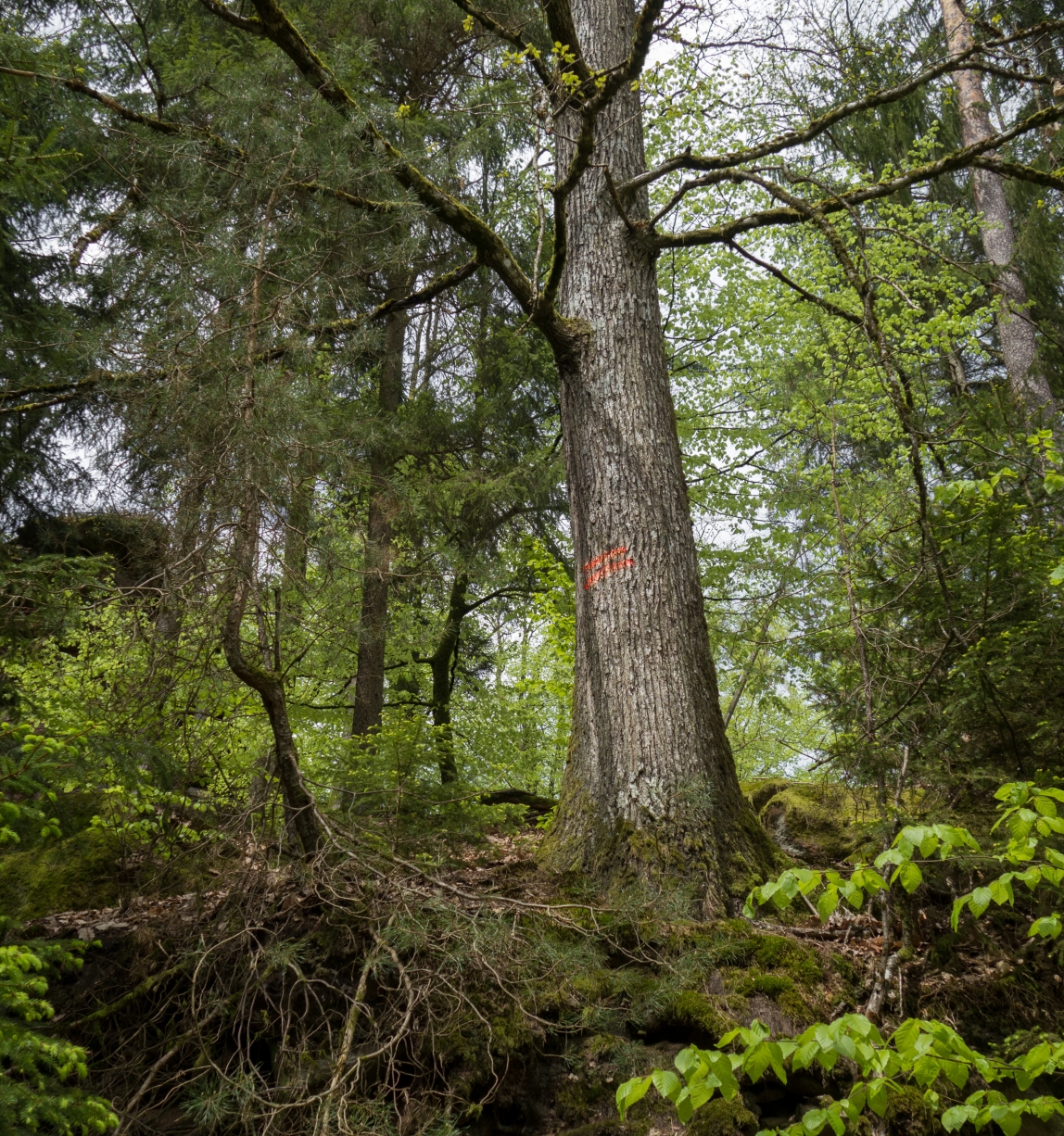 Tune in to learn about FSC’s EUDR Alignment in 2024 | fsc.org