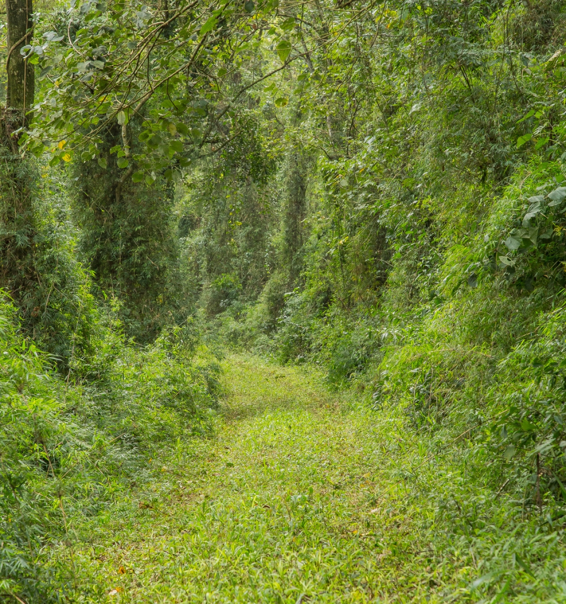 FSC's response to SCA's decision on its forest management certification ...