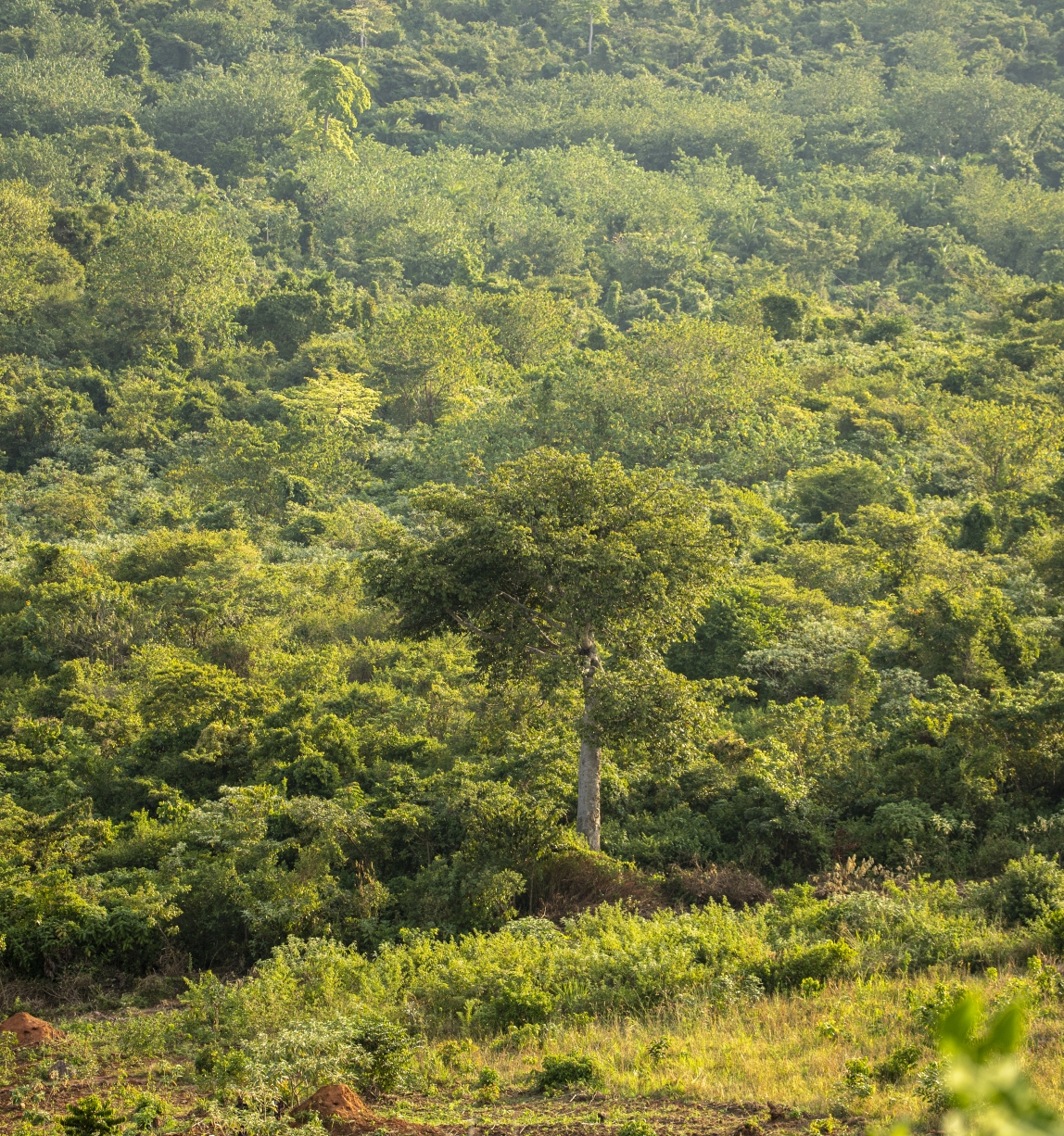 ASI benchmarking confirms FSC’s strong alignment with EUDR | fsc.org