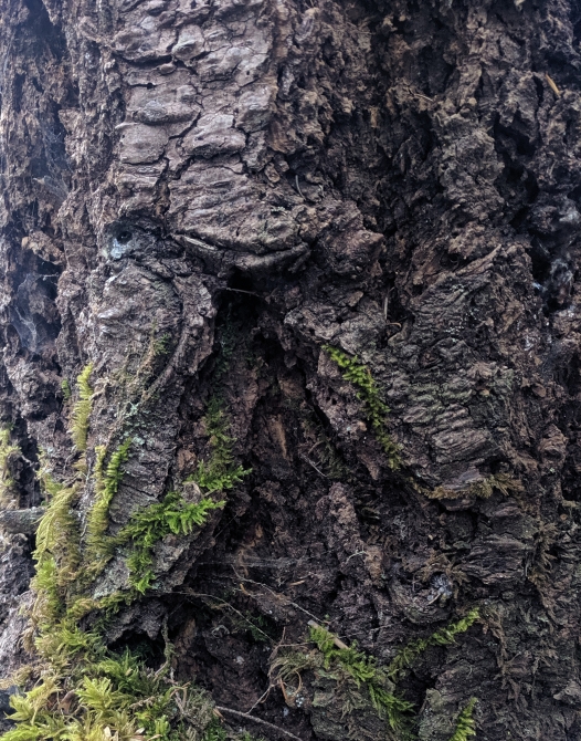 Why Forests Matter | Forest Stewardship Council